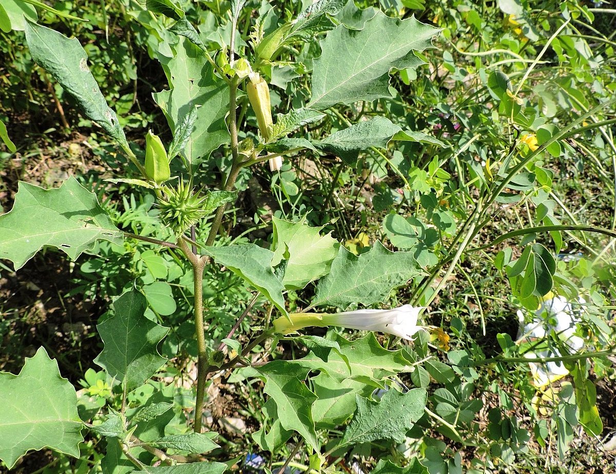 New species of Dhatura found in Rajasthan