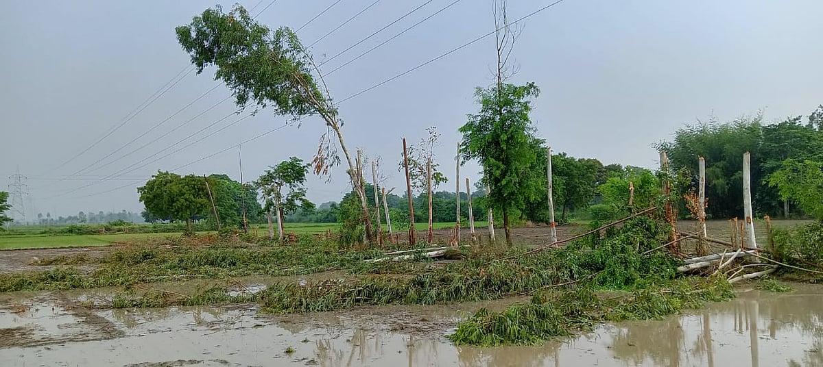 JE cut and threw dozens of lyptus trees in the farmer's field ready for ...