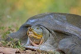India Strengthens The CITES Protection Of Leith’s Soft-shelled Turtle