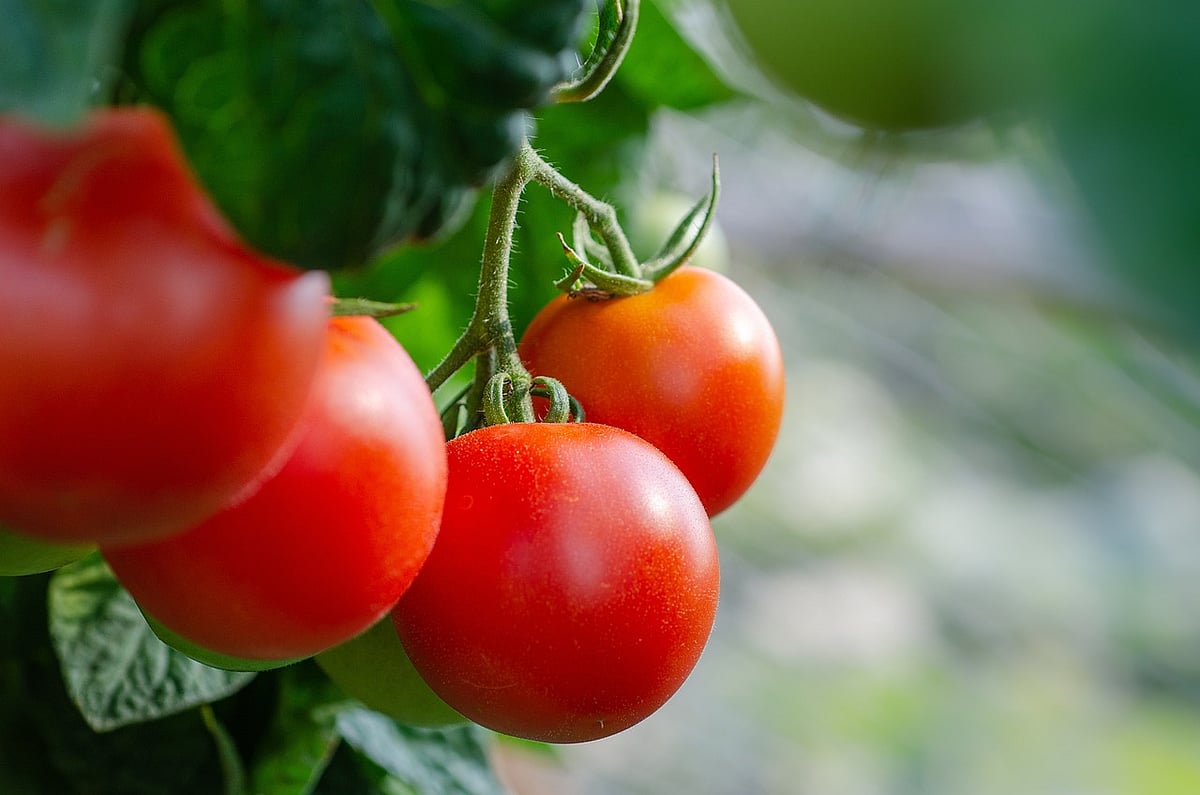 Tomato To Be Sold At Rs 50 Per Kg From Today, Instructions Issued To ...