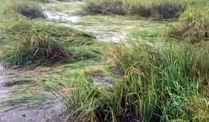 Samba paddy cultivation in TN's delta districts hit due to heavy rain