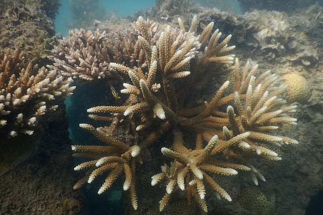 Concerns arise over India's nationwide artificial reef initiative