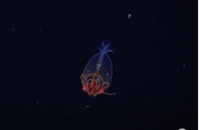 First confirmed footage from deep sea of colossal squid, century after ...