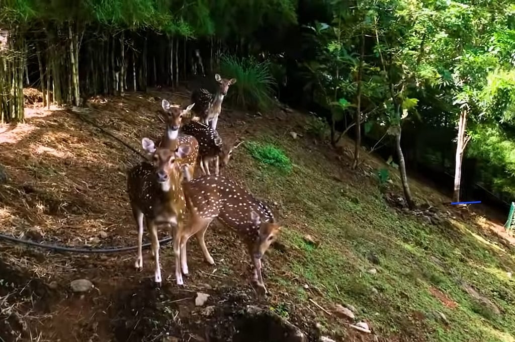 Ten Deer Die After Stray Dogs Enter Enclosure at Thrissur’s New Puthur ...