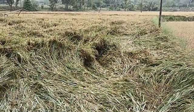 Cyclone Michaung wreaks havoc on Andhra Pradesh crops, causes extensive ...