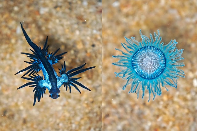Venomous Blue Sea Dragon and Blue Button spotted on Chennai beach