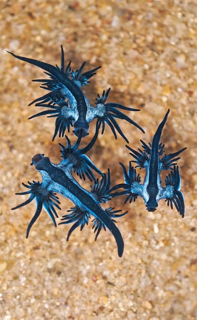 Venomous Blue Sea Dragon and Blue Button spotted on Chennai beach