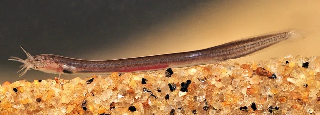 Scientists in Kerala discover four new subterranean fishes with help ...