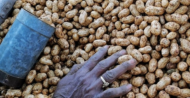 Kadlekai Parishe 2023: A peek into the legacy of Bengaluru's peanut ...