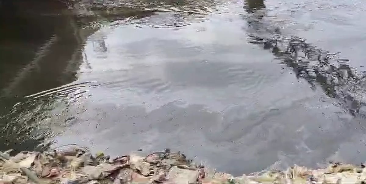 TN Govt Forms 20-Member Committee to Address Kasimedu Harbour Oil Spill