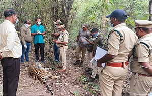 Telangana Forest Department Investigates Shocking Deaths of Two Tigers ...