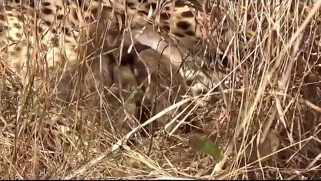 Namibian cheetah Jwala gives birth to three cubs at Kuno National Park