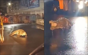 Residents of Maharashtra’s Chiplun shudder as crocodile traipses down road