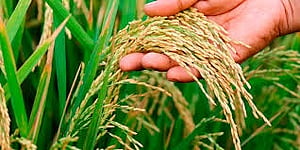 TN delta farmers urge govt to introduce new paddy varieties after Samba ...