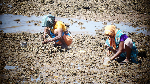 The Sharavathi and Aghanashini rivers: The contrasting stories of ...