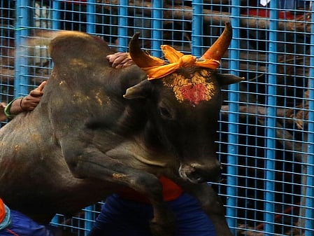 Karnataka: Diwali traditional fest turns tragic as 3 killed in bull ...