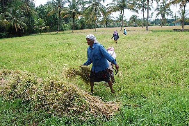 Rice Field Harvest Kerala