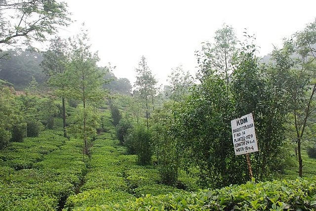 Photo feature: Kadamane, an enticing getaway amid lush tea gardens