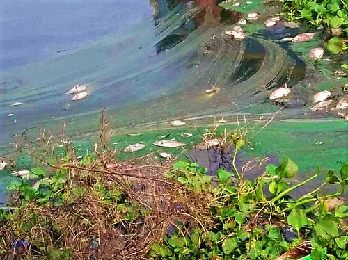 Pollution from Hyderabad dumpyard allegedly kills thousands of fish at ...