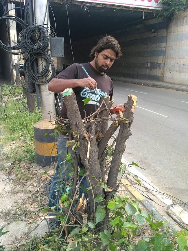 Tree murderers strike again in Bengaluru: 30 trees mutilated for hoarding