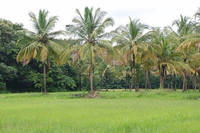 Photo essay: Navara, the medicinal 'wonder rice' grown in Kerala's Palakkad
