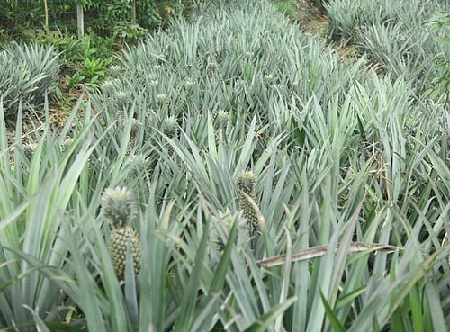 The Vazhakulam pineapple: The fruit that has brought prosperity to this ...