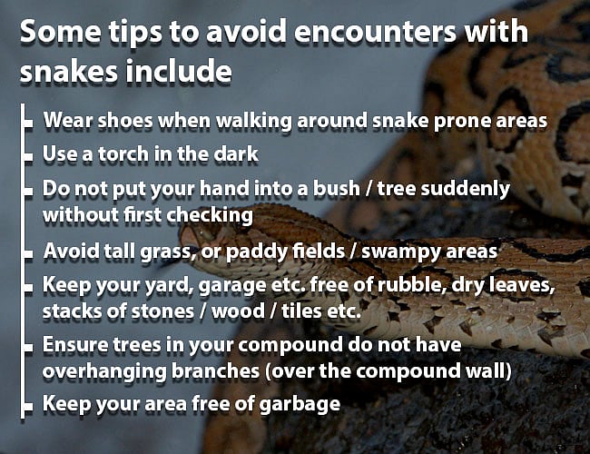 Living with snakes in Bengaluru: What to do and what not to