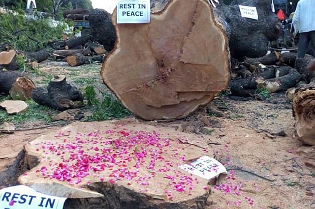105-year-old Neem tree in Warangal chopped down to widen road