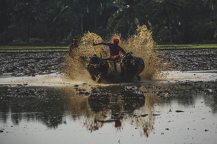 PETA files fresh petition in Supreme Court seeking ban on Kambala