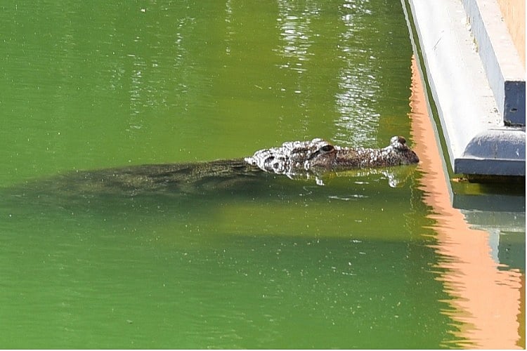 Meet Babiya, Kerala's 'vegetarian' crocodile who lives in a temple pond ...