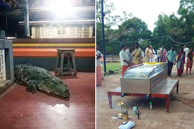 Babiya, Kerala’s ‘vegetarian’ crocodile, dies in Ananthapura temple pond