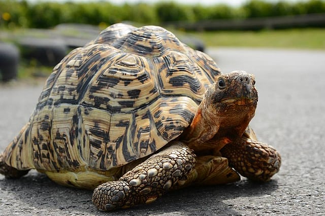 Meet Bertie: The Guinness Record holder for the fastest tortoise in the ...