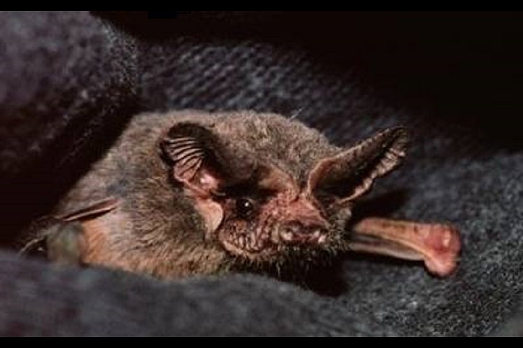 Brazilian free-tailed bat world's fastest flying creature, shows new study