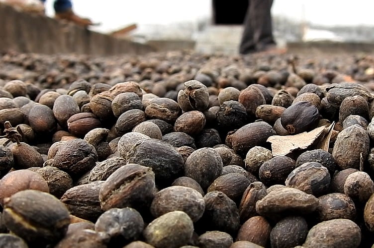 Watch: For these Andhra coffee farmers, fair prices and profits are far ...