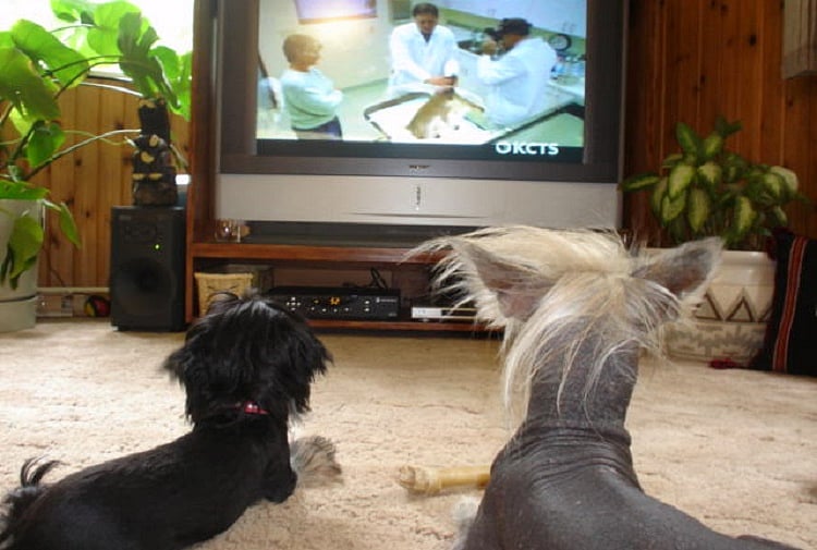 Here's what your dogs see when they watch television