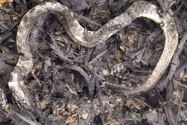 Fact check: Images of burnt animals supposedly from Bandipur fire are fake