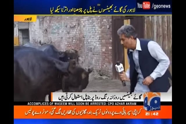 Watch: This Pakistani TV reporter interviews cattle for using an ...