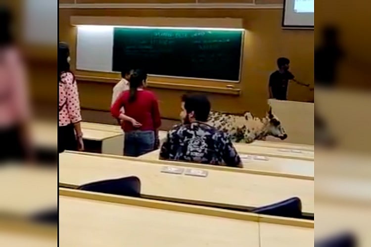 Watch: Stray cow takes a stroll in IIT-Bombay lecture hall