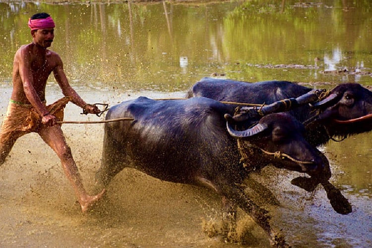 Caste and feudalism in Kambala: A case against the sport’s celebration ...