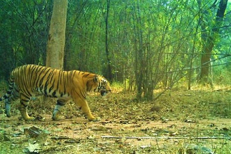 Male tiger sighted in Telangana’s Kawal reserve after one year, caught ...
