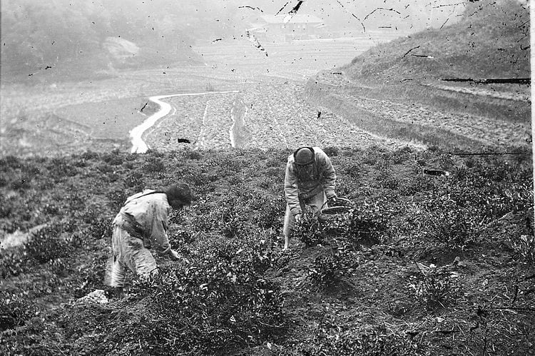 Chennai man who traced his roots to The Great Tea Robbery of the ...