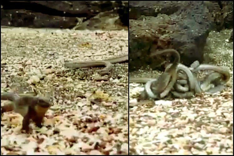 We cheered on the iguanas' escape, but won't somebody think of the poor ...