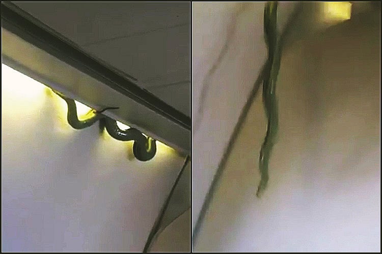 Snake on a plane: Large reptile drops from luggage rack, gives ...
