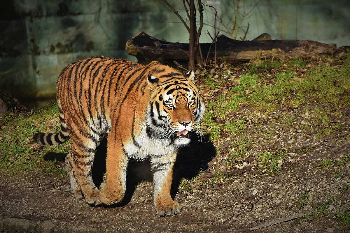 Number of tigers in Telangana’s Amrabad forest reserve rises to 14