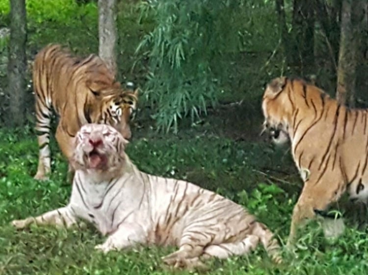 Big cat fight: White tiger dies at Bannerghatta Park after Royal Bengal ...