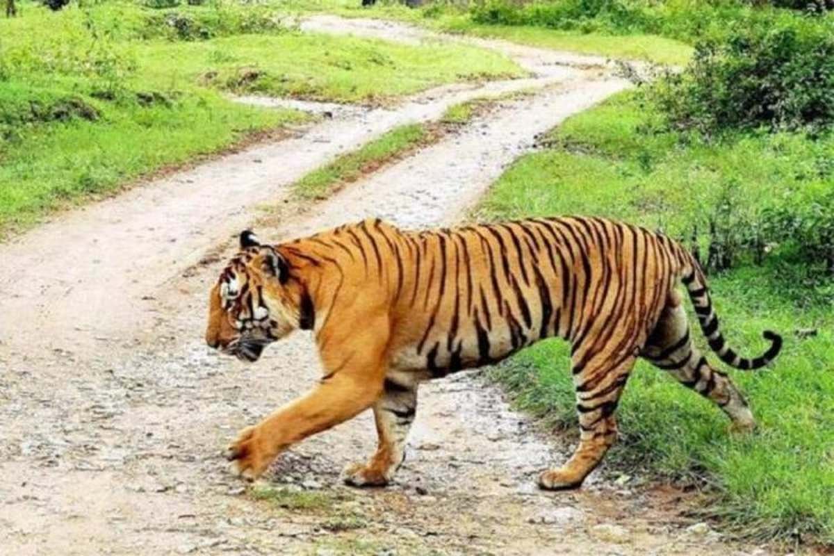 Student faints in shock after seeing tiger on way to college in Kodagu