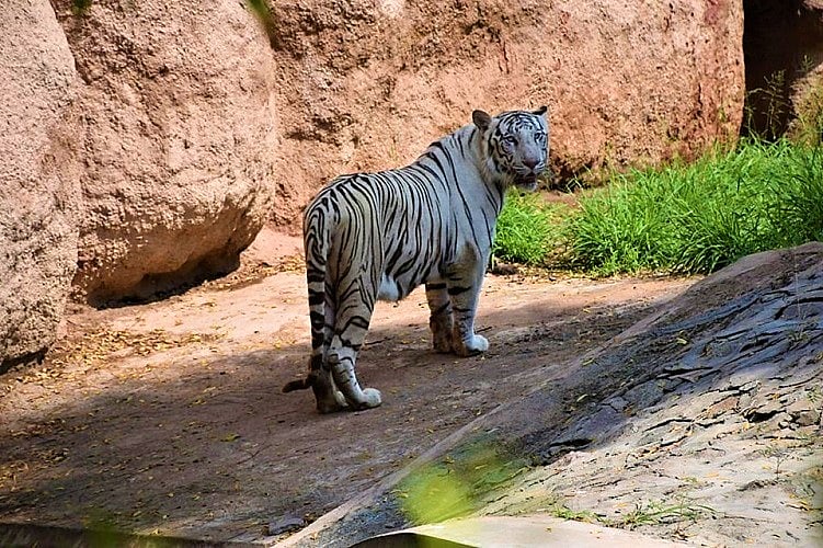 Vinay, 21-year-old Royal Bengal tiger at Hyderabad zoo, passes away