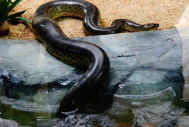 How six anacondas and a white tiger helped Kerala zoo turn its fortunes ...
