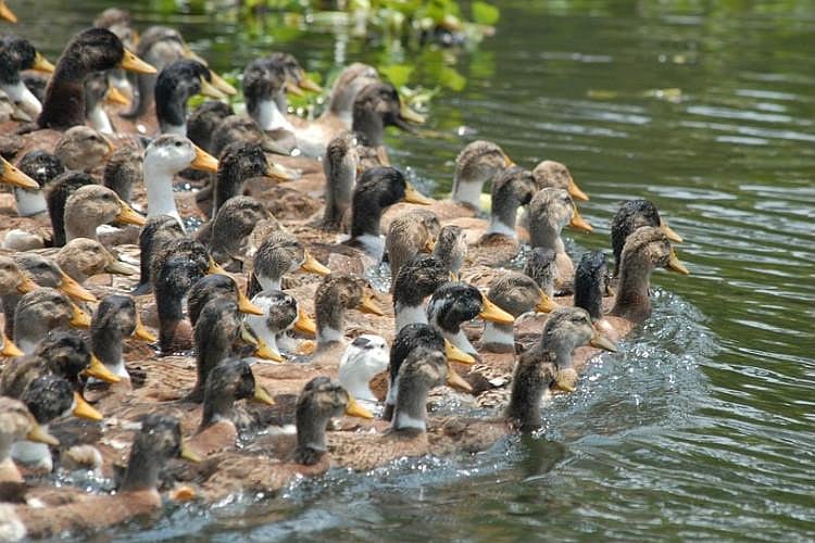 Over 5000 ducks found dead in flood-hit Kuttanad, sparks panic