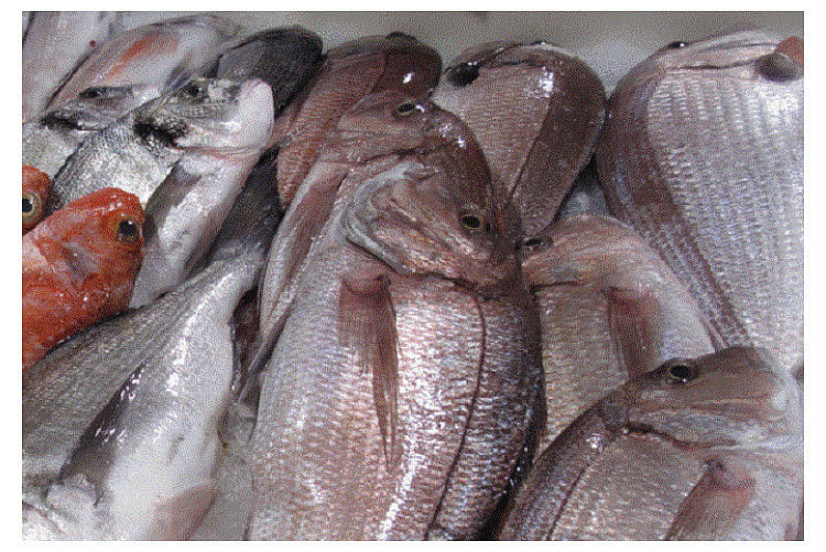 Formalin-laced fishes seized in Kerala: What you should know about the ...